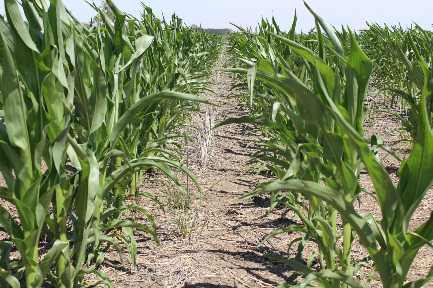 "Strathdoon", Croppa Creek > North West Real Estate & Livestock