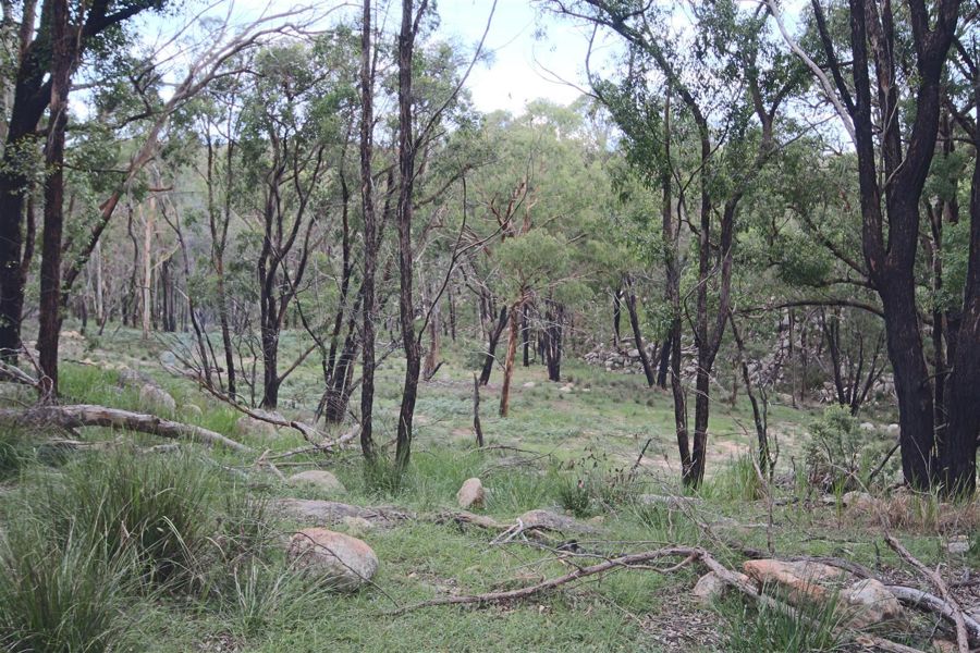 "Dalys Creek" Mount Mackenzie Road, Tenterfield > Harold Curry